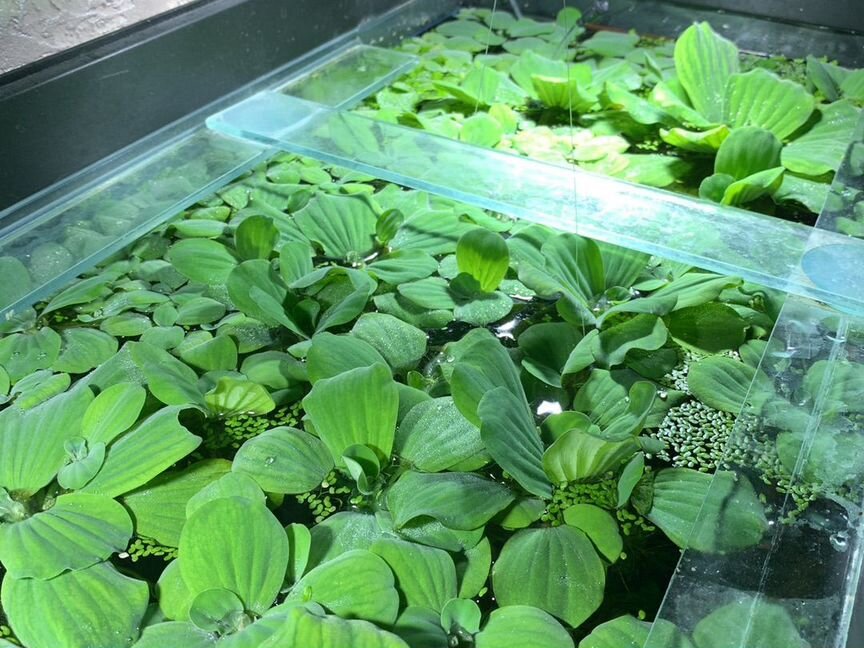 Пистия крупная