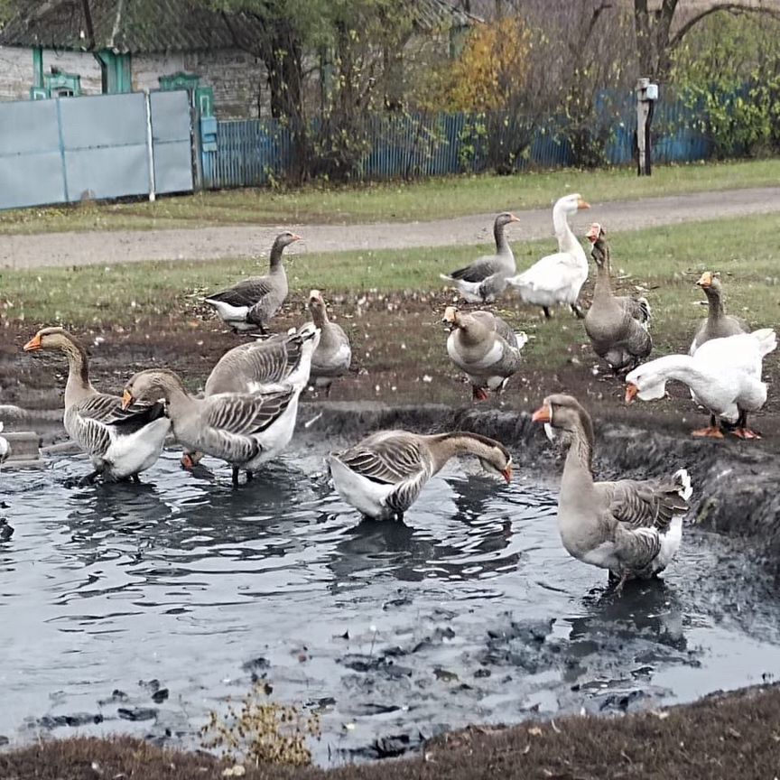Холмогорские гуси на племя