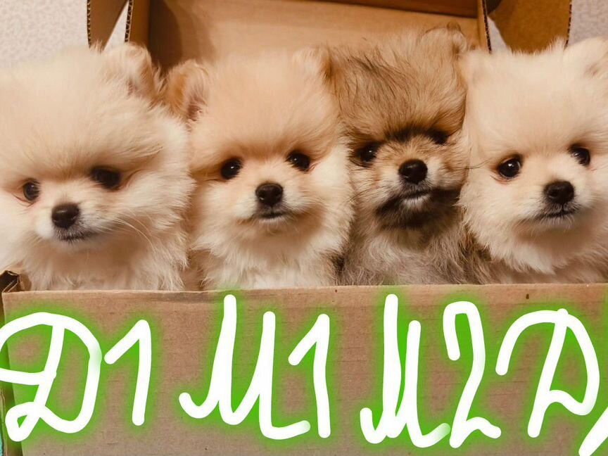 Шпицедетки