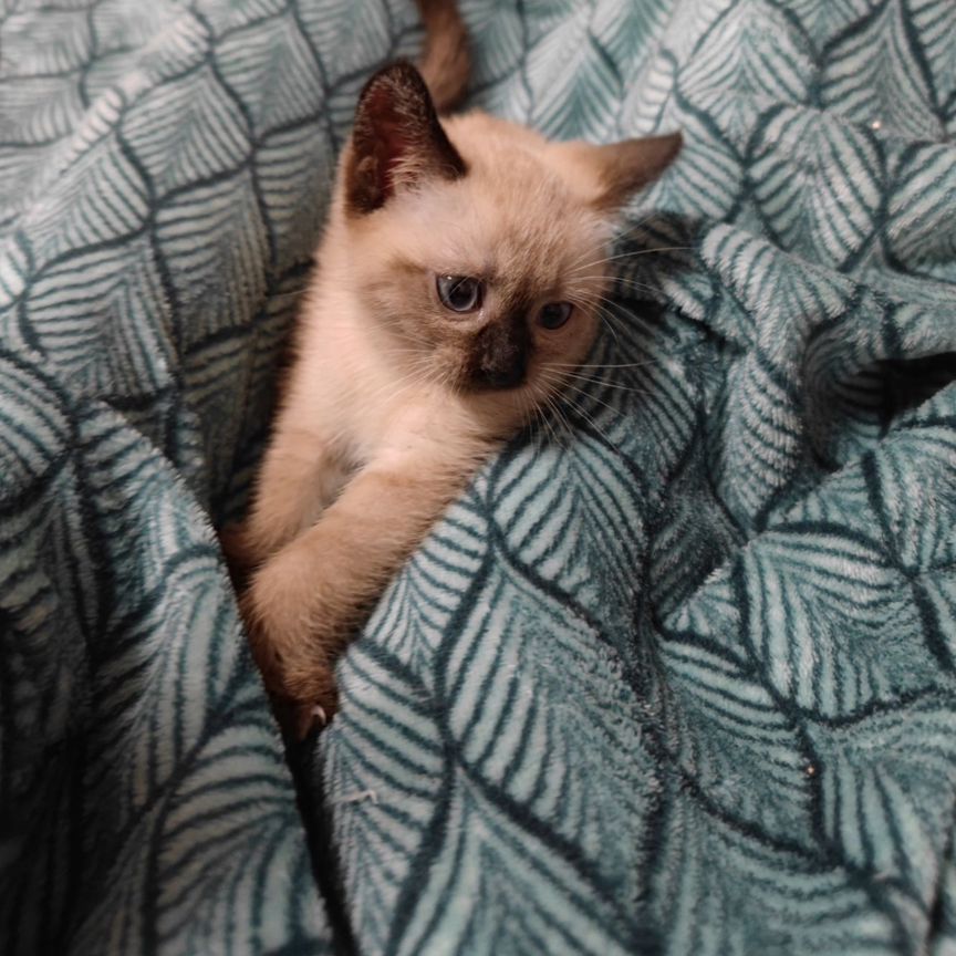 Котёнок в добрые руки