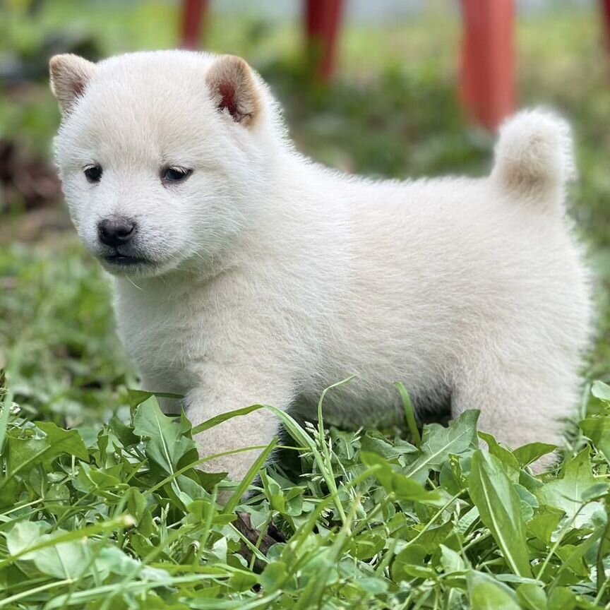 Белый мальчик Сиба Ину