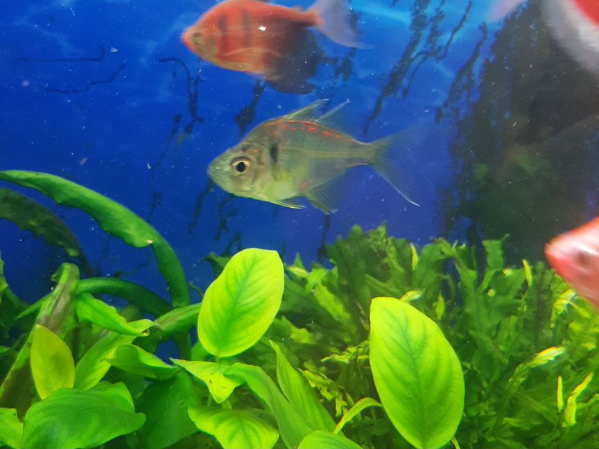 Стеклянный окунь