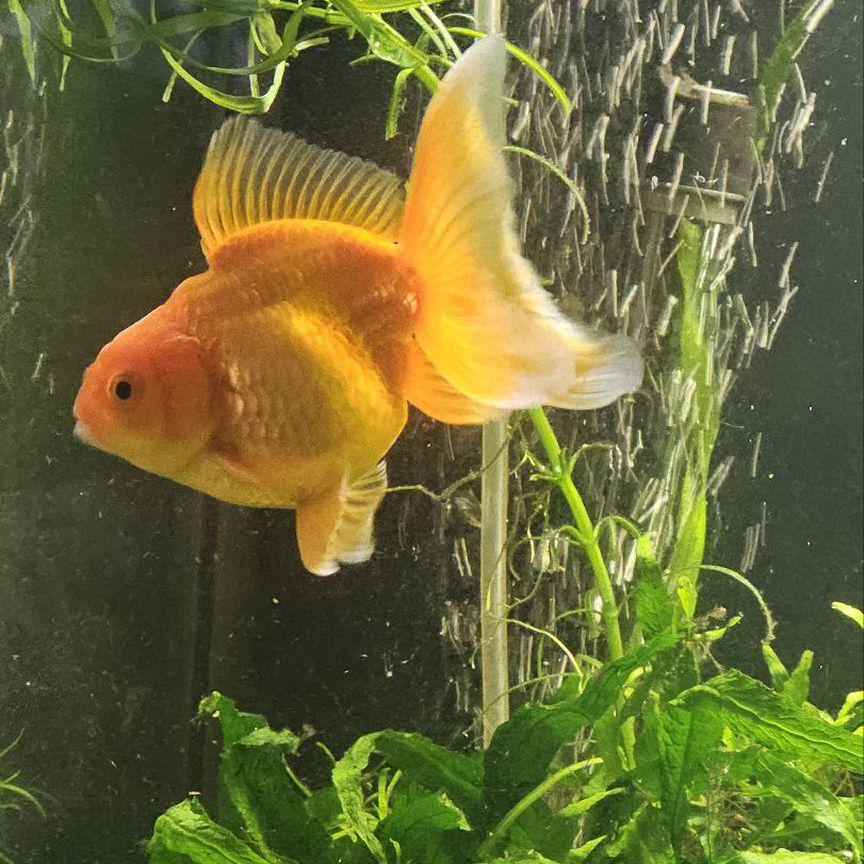 Золотая рыбка (оранда)