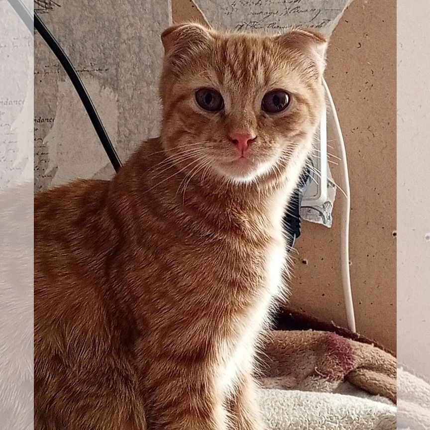 Шотландский вислоухий короткошёрстный котёнок