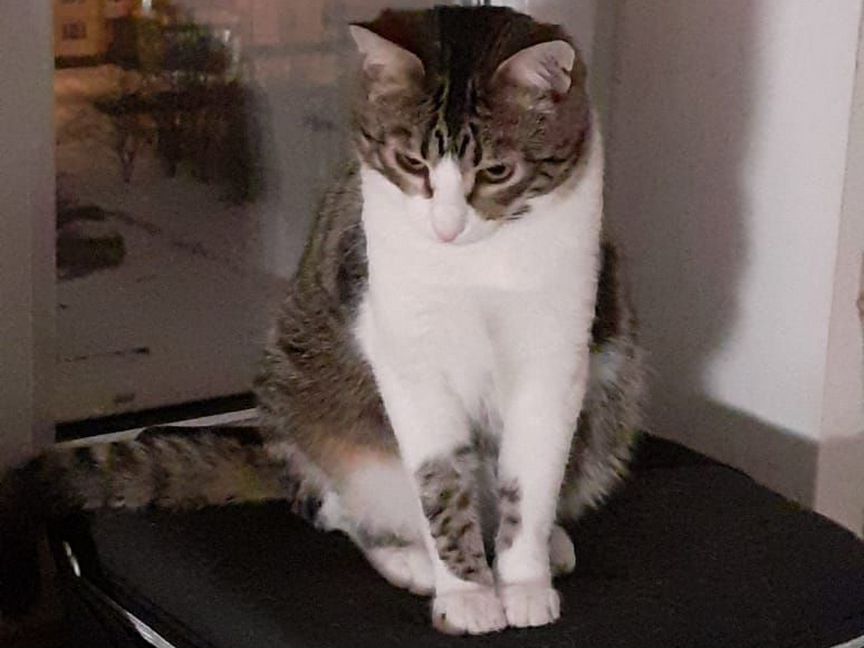 Кот, 1 год, любимый