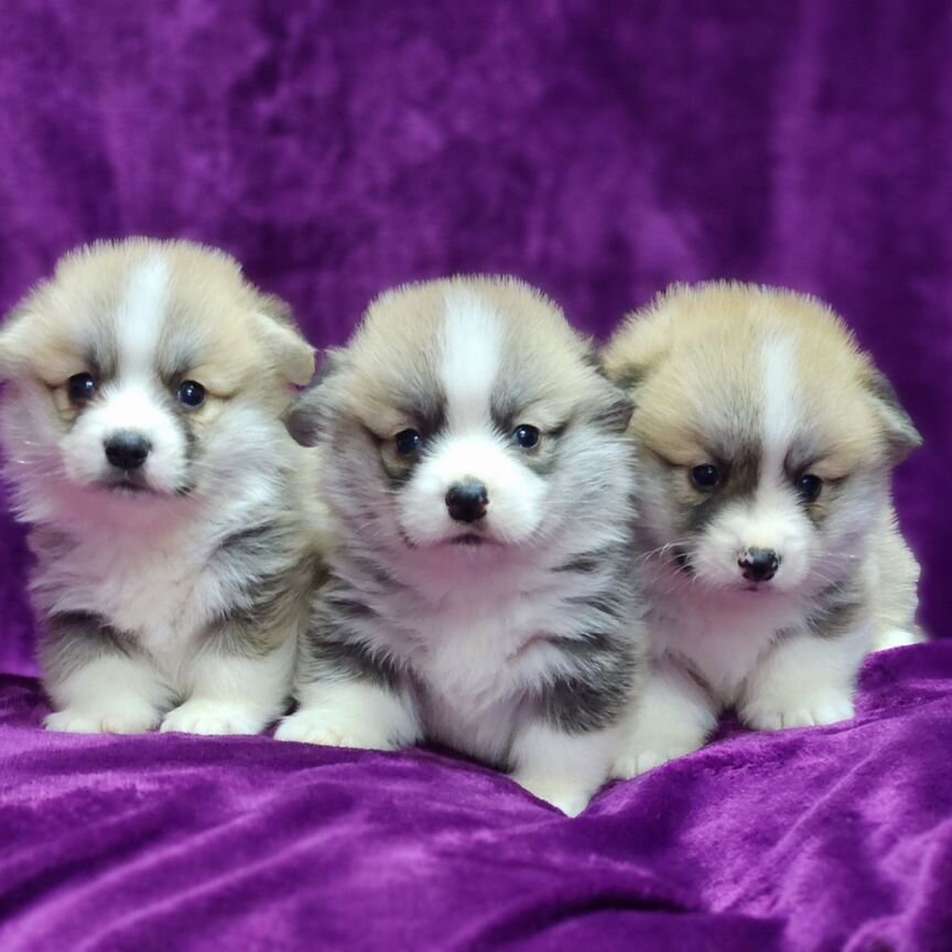 Вельш корги пемброк щенки