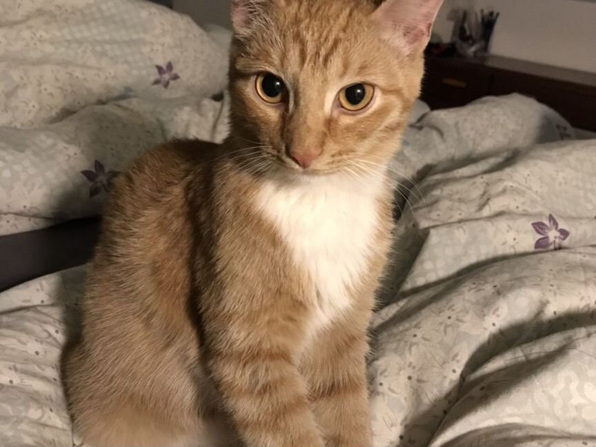 Молодой энергичный котик