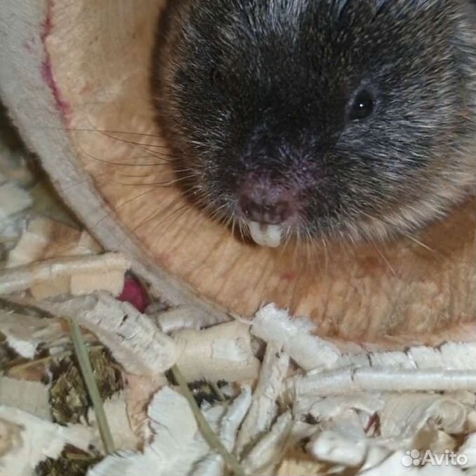 Восточная слепушонка мальчик