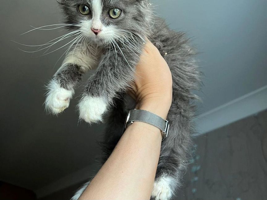 Котёнок в добрые руки