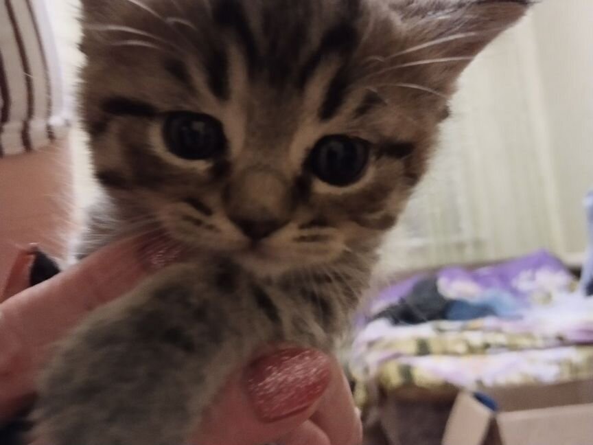 Кошка