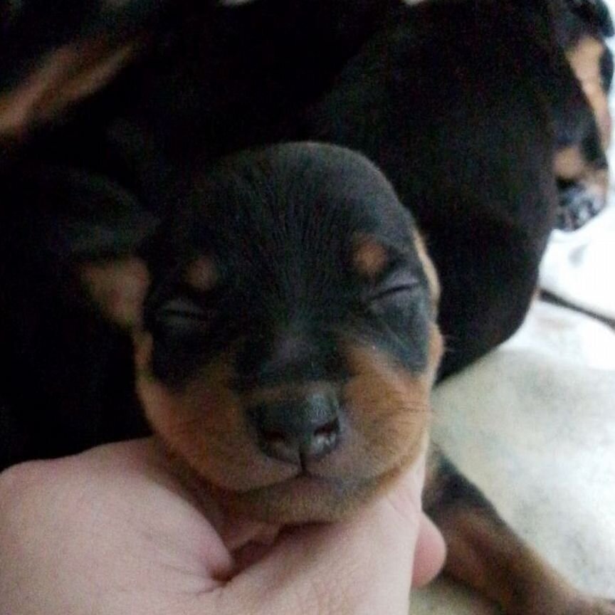 Цвергпинчер, щенок