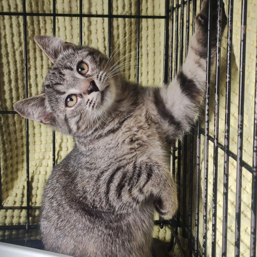 Ириска из приюта