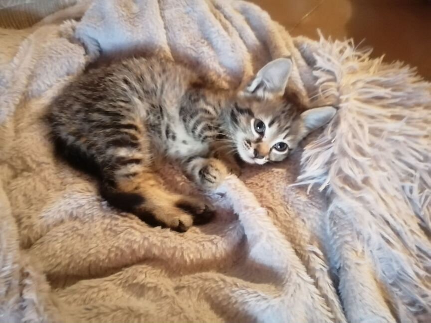 Котята бесплатно