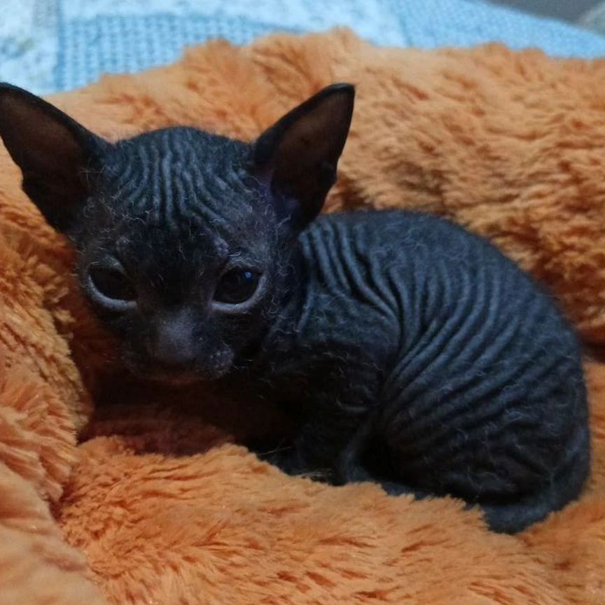Канадский сфинкс котёнок