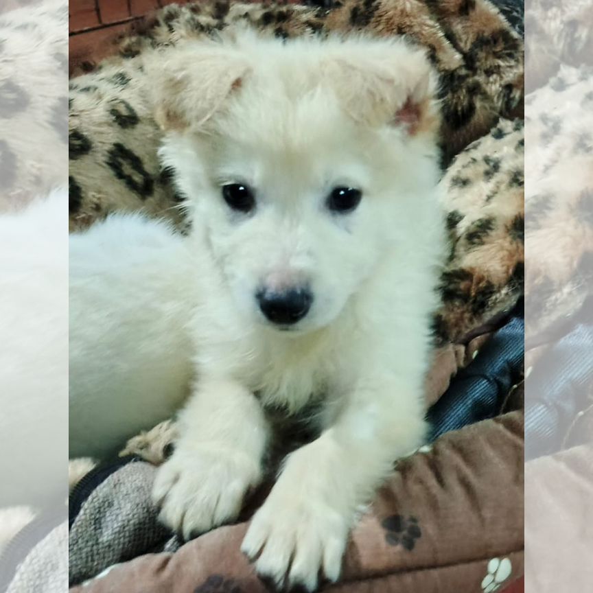 Малыши Милашки