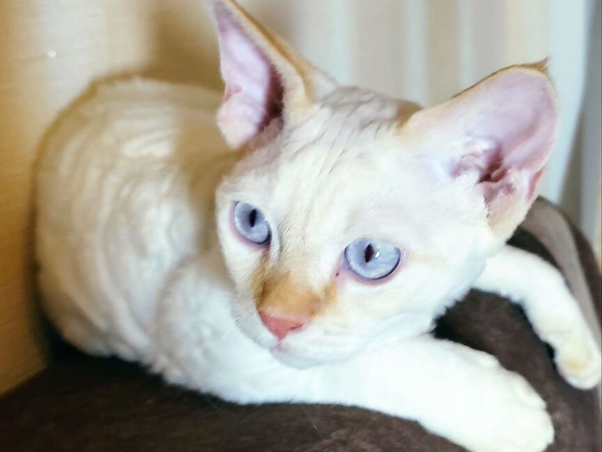 Котята девон-рекс