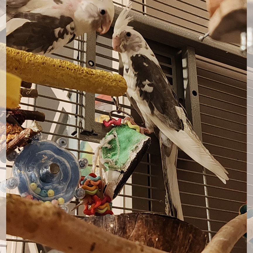 Попугай корелла птенец