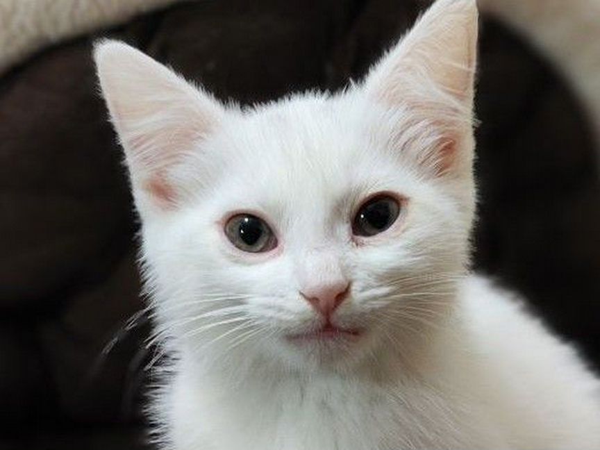 Маленький принц