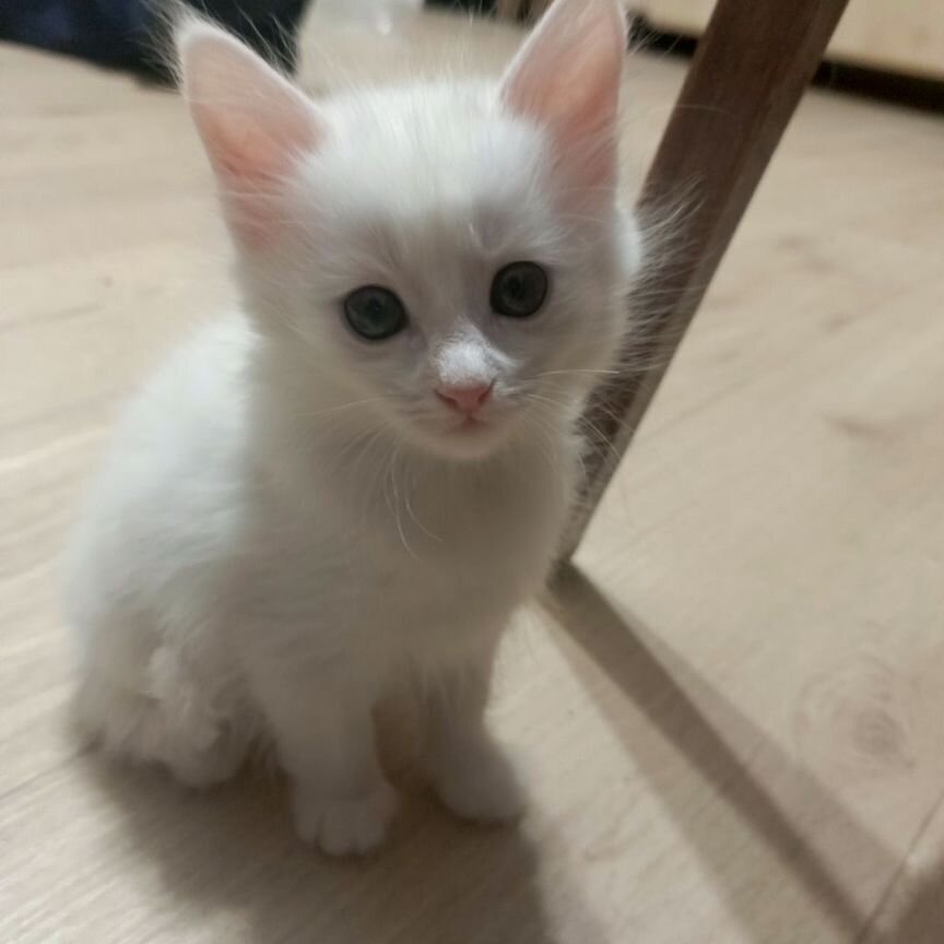 Турецкая ангора