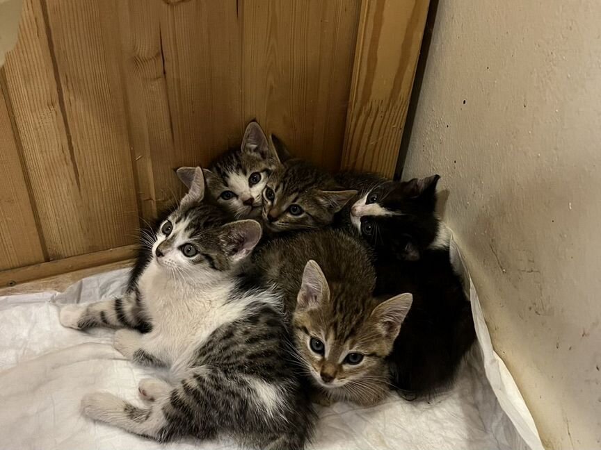 Котята