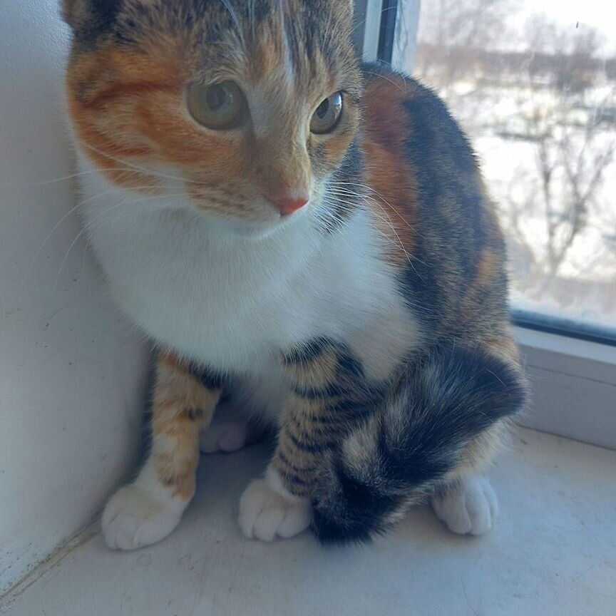 Трехцветное счастье