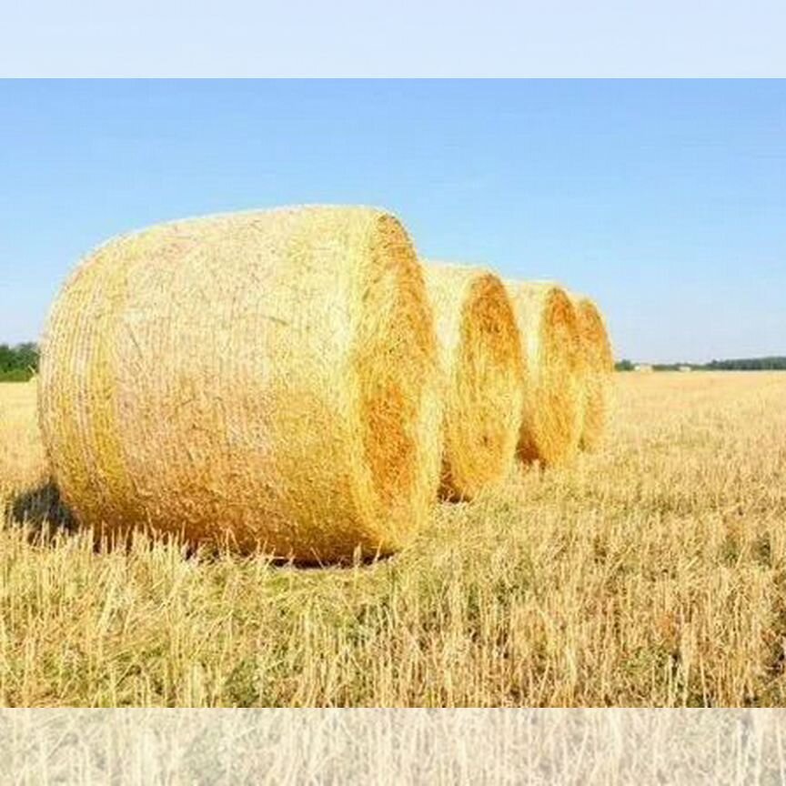 Сено луговое в тюках и солома ячневая