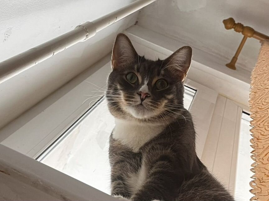 Кошка в дар бесплатно