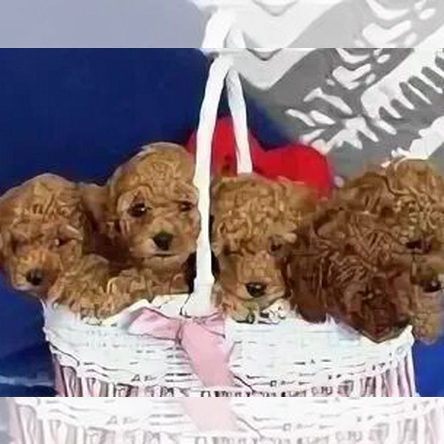 Той-пудель, щенок