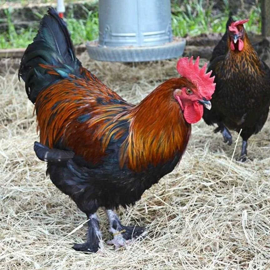 Петухи Маран Амераукан Русская хохлатая Брама