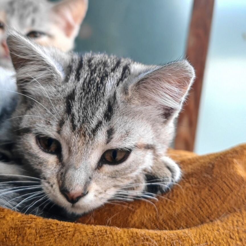 Котенок котенок добрый