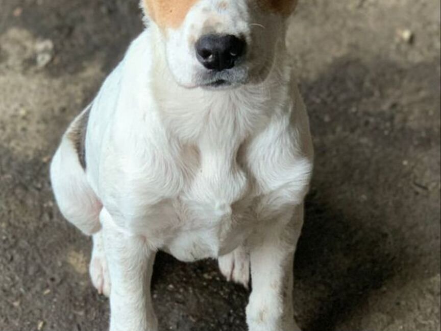 Щенки метисы