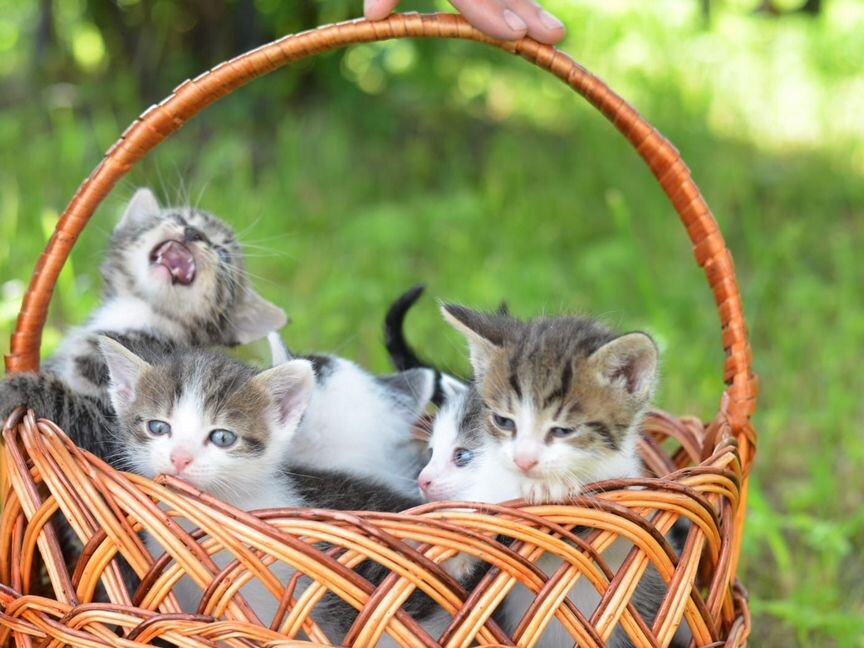 Котята в добрые руки
