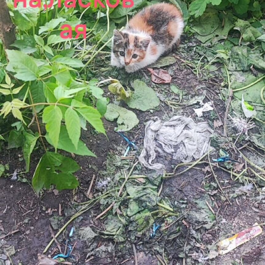 Ласковой девочке нужен дом