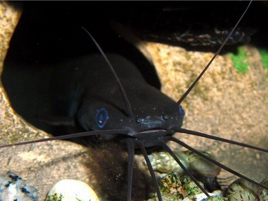 Мешкожаберный сом