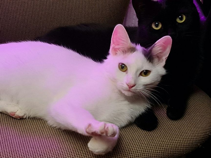 Котенок 6 мес. в добрые ручки
