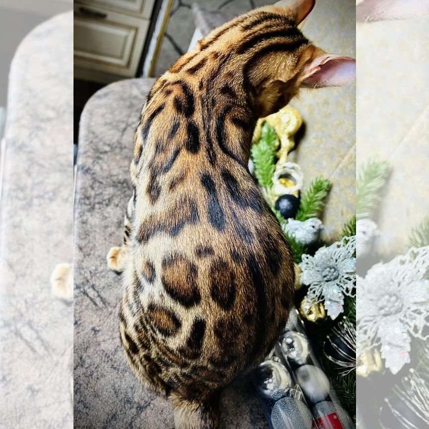 Чистокровные бенгальские котята. бронь