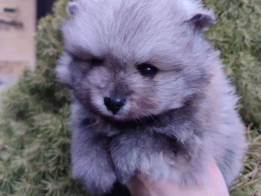 Щенки померанского шпица медвежьего типа
