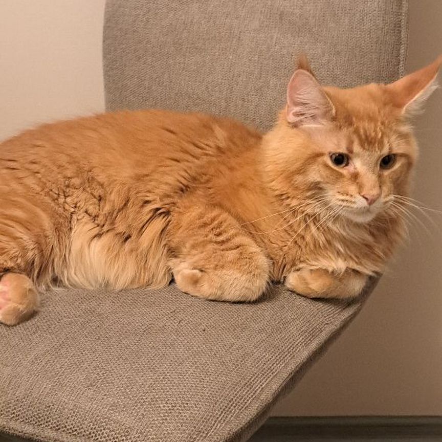 Мейн-кун котёнок