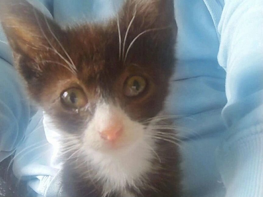 Котенок
