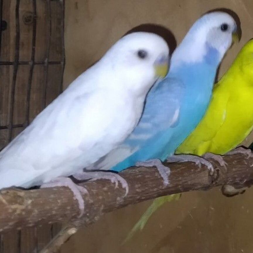 Волнистый попугай