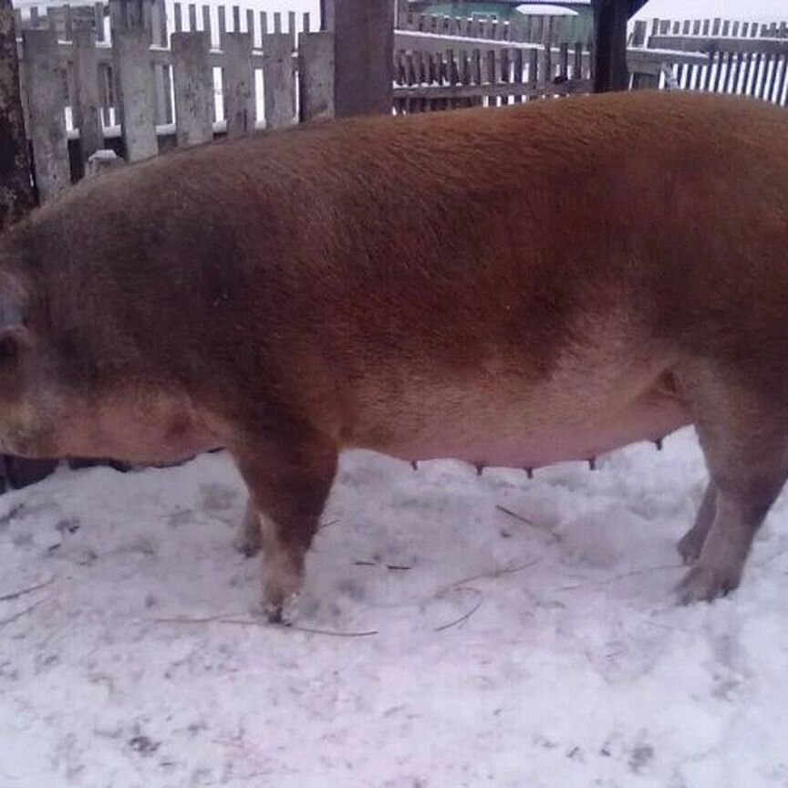 Семя хряка дюрок