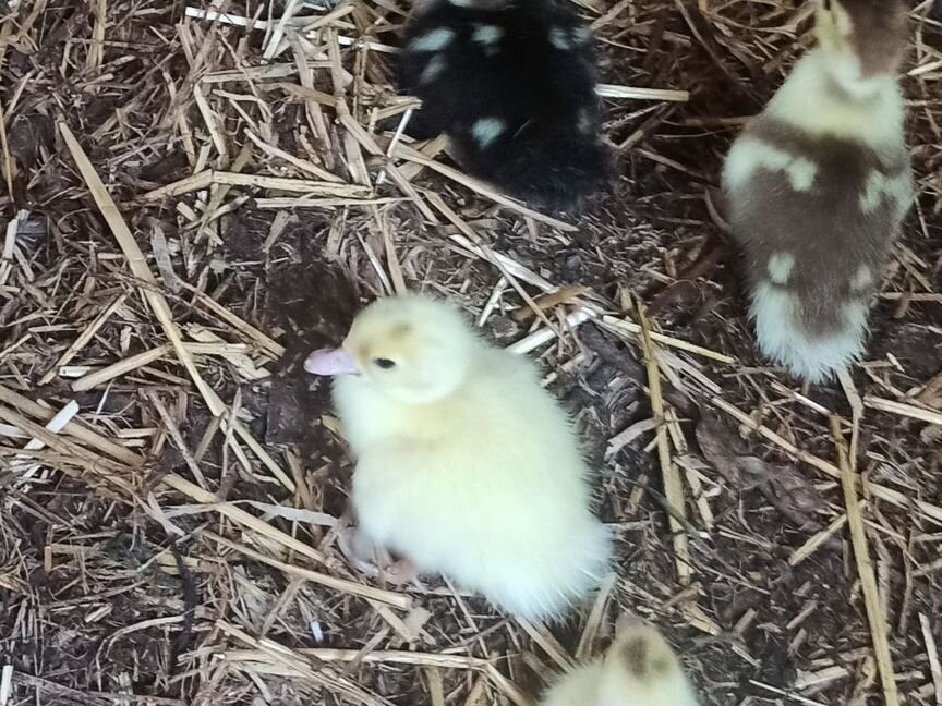 Мускусные утята индоутки