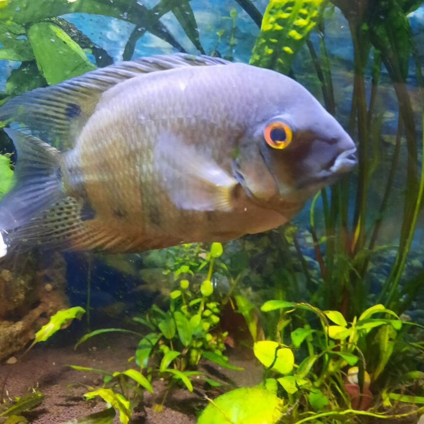 Аквариумные рыбки