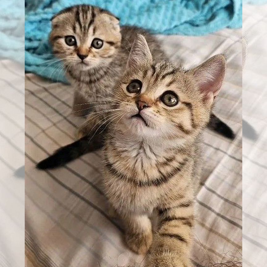 Шотландский вислоухий короткошёрстный котёнок