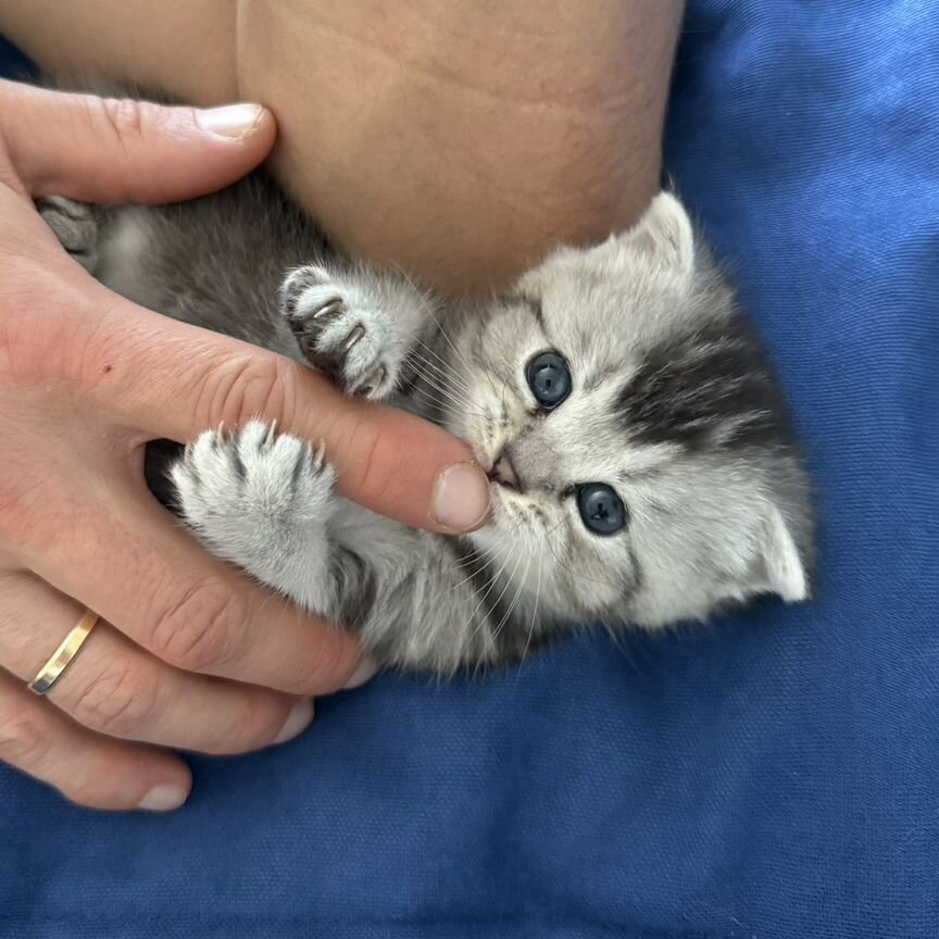 Продается шотландский вислоухий котенок