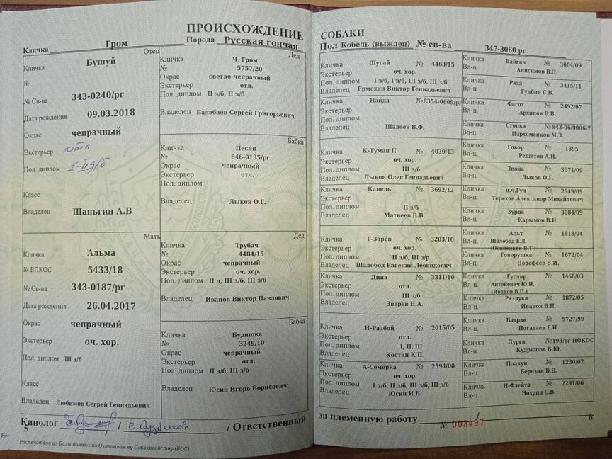 Щенки русской гончей выжлецы