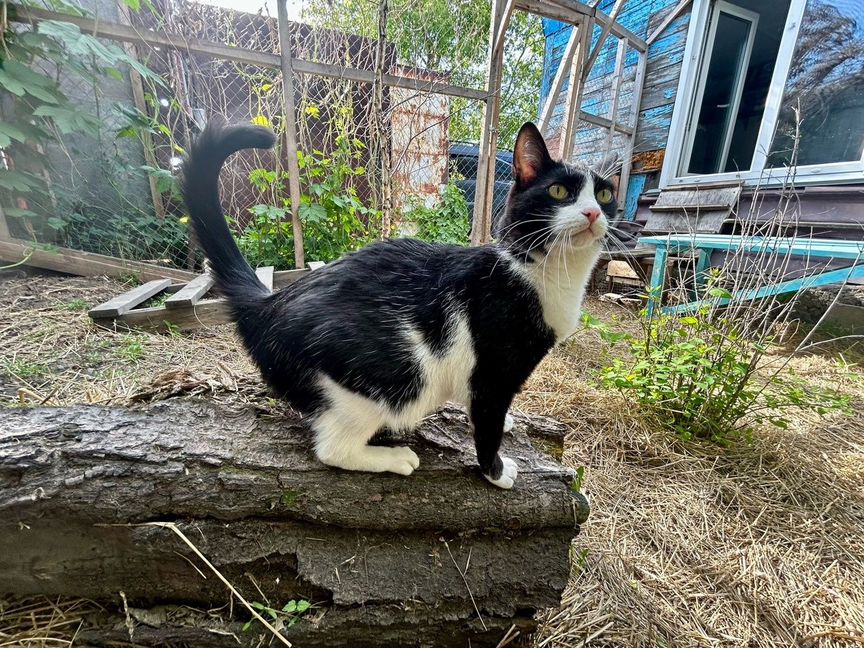 Невероятно ласковая кошечка