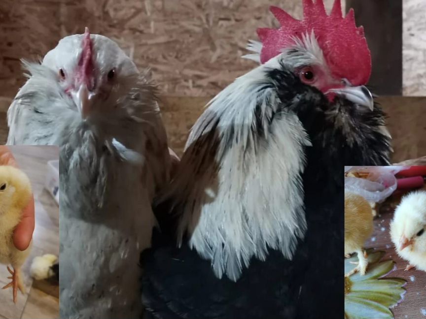 Инкубационное яйцо цыплята фавероль