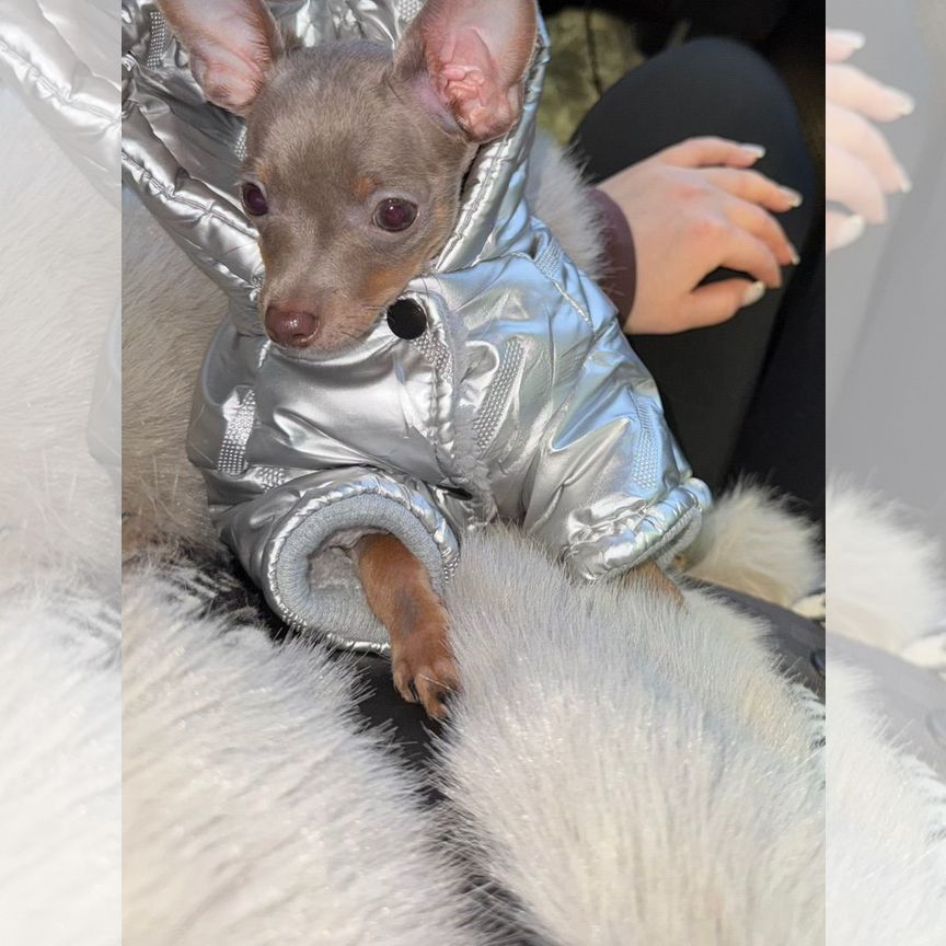 Русский той-терьер, щенок