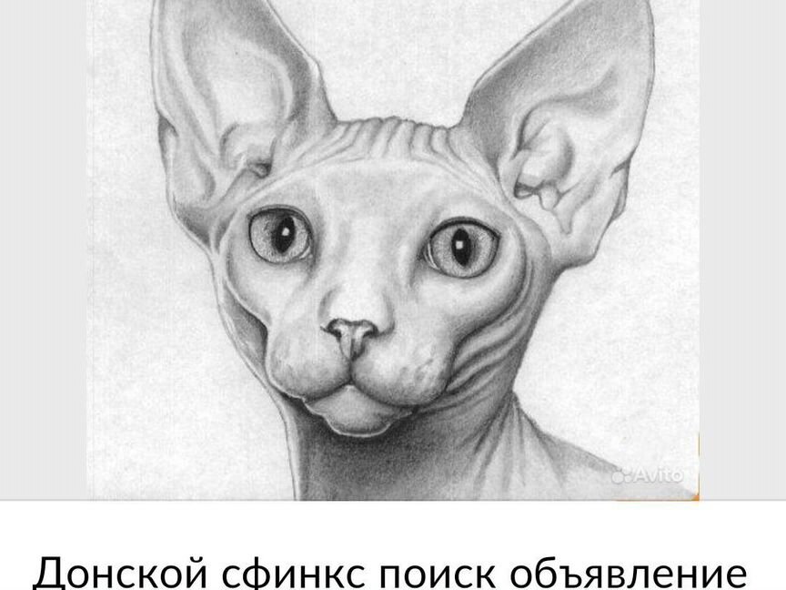 Донской сфинкс поиск